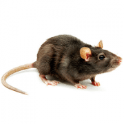 How to Get Rid of Rats? - Rats in Australia - Pest Ex