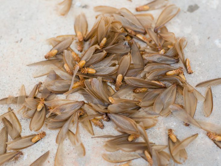 Australian Termites Identification: What do Termites Look Like?