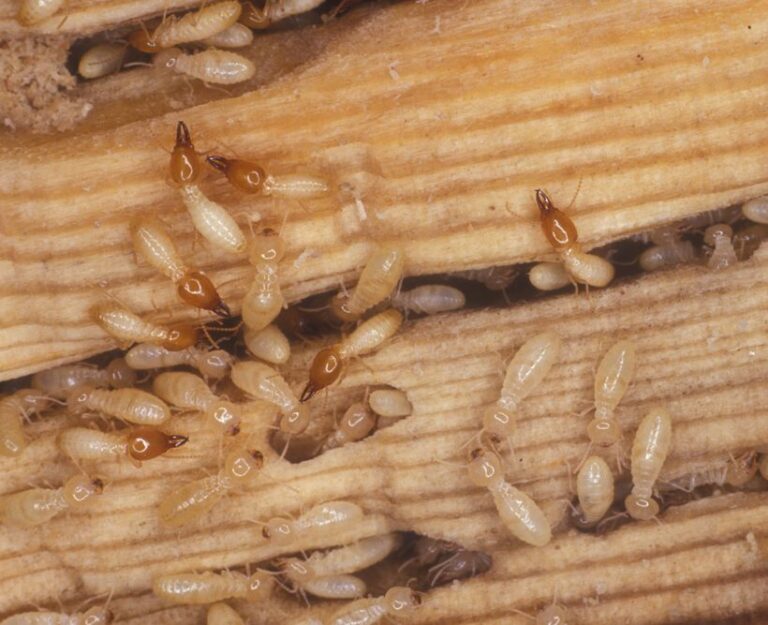 Australian Termite Identification: What do Termites Look Like?