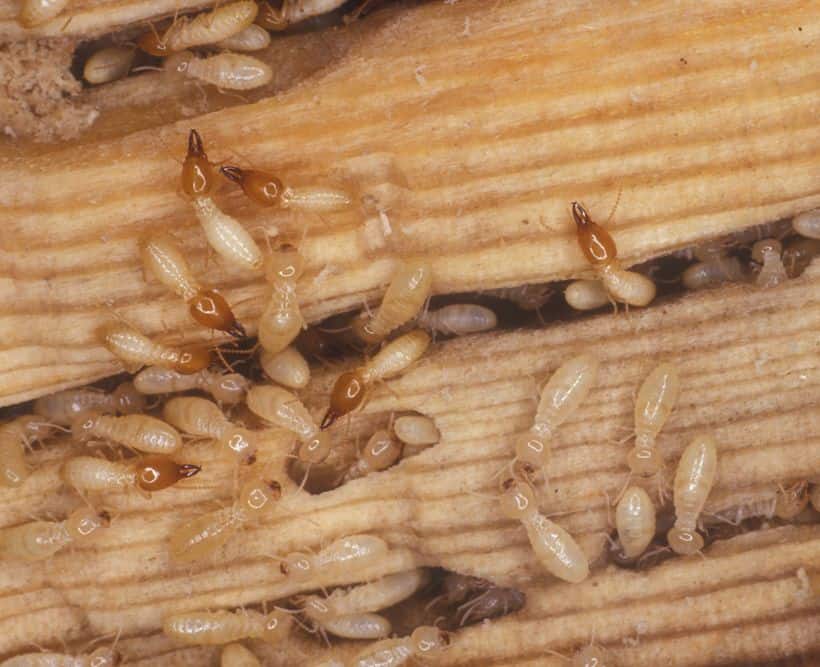 Australian Termite Identification: What do Termites Look Like?