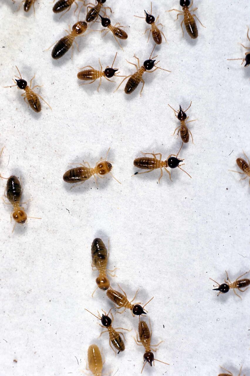 Termite Control: Most Common Termites In Australian Homes