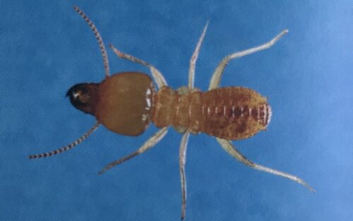 Australian Termite Identification: What do Termites Look Like?